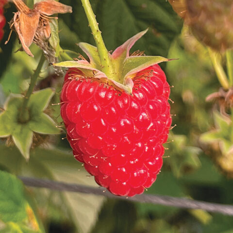 Home - Advanced Berry Breeding
