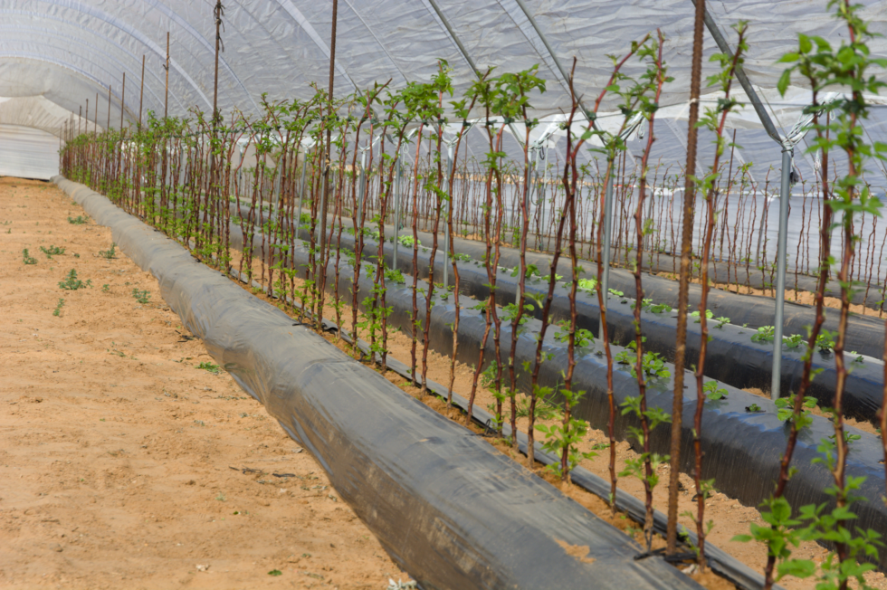 Unlocking the Potential of Year-Round Raspberry Cultivation - Advanced ...
